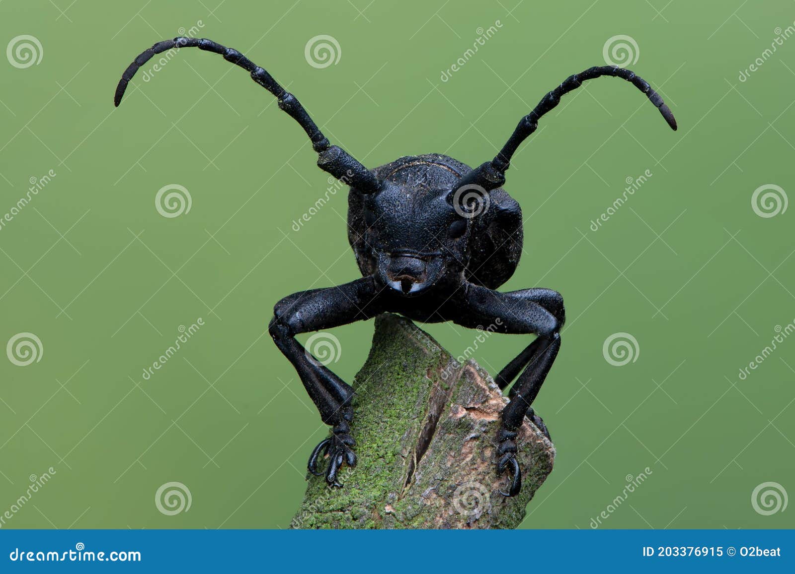 A Weaver Beetle - Lamia Textor Stock Image - Image of longicorn ...