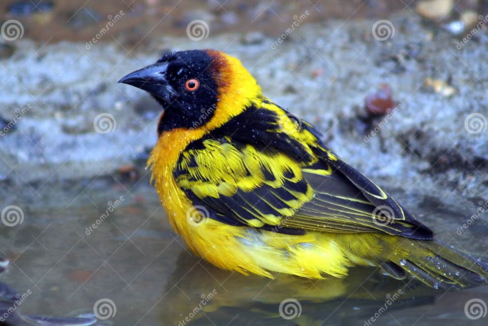Weaver bird stock photo. Image of black, bird, water, feather - 225626