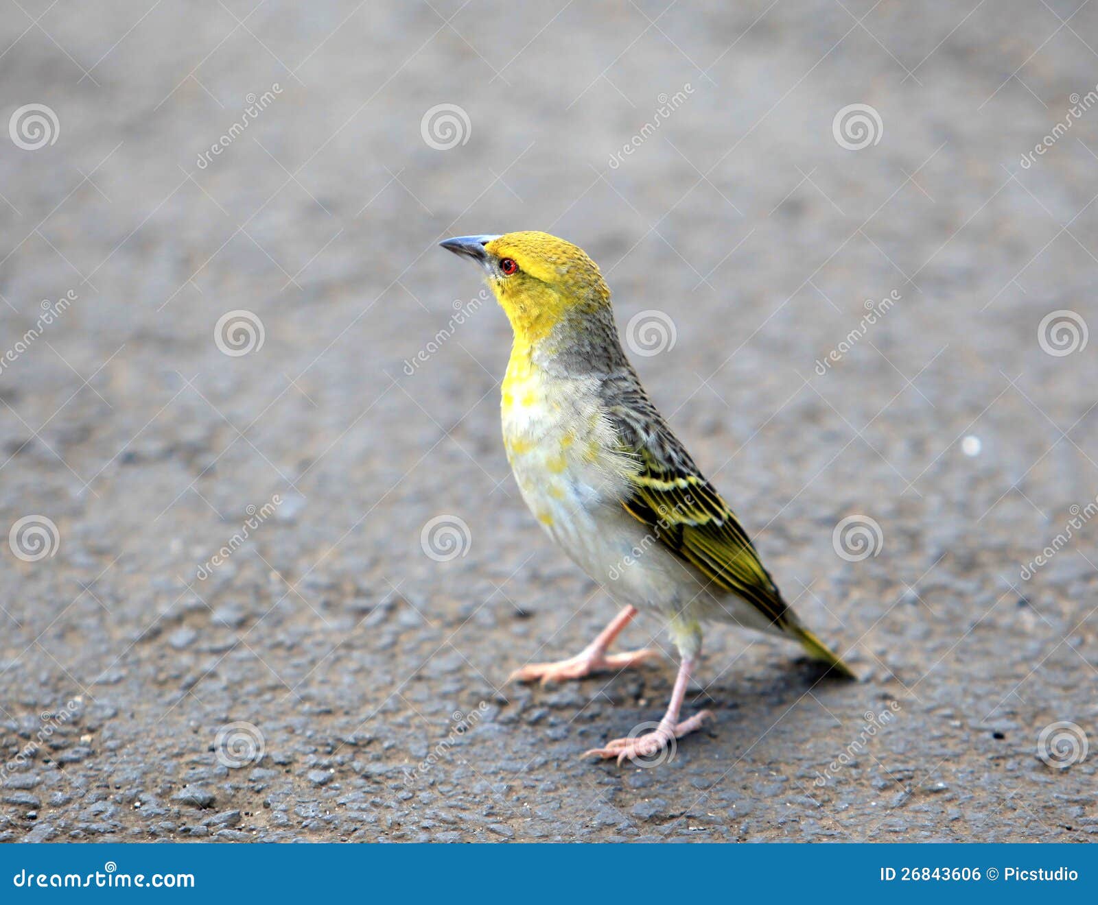 Weaver bird stock photo. Image of bill, wildlife, bird - 26843606