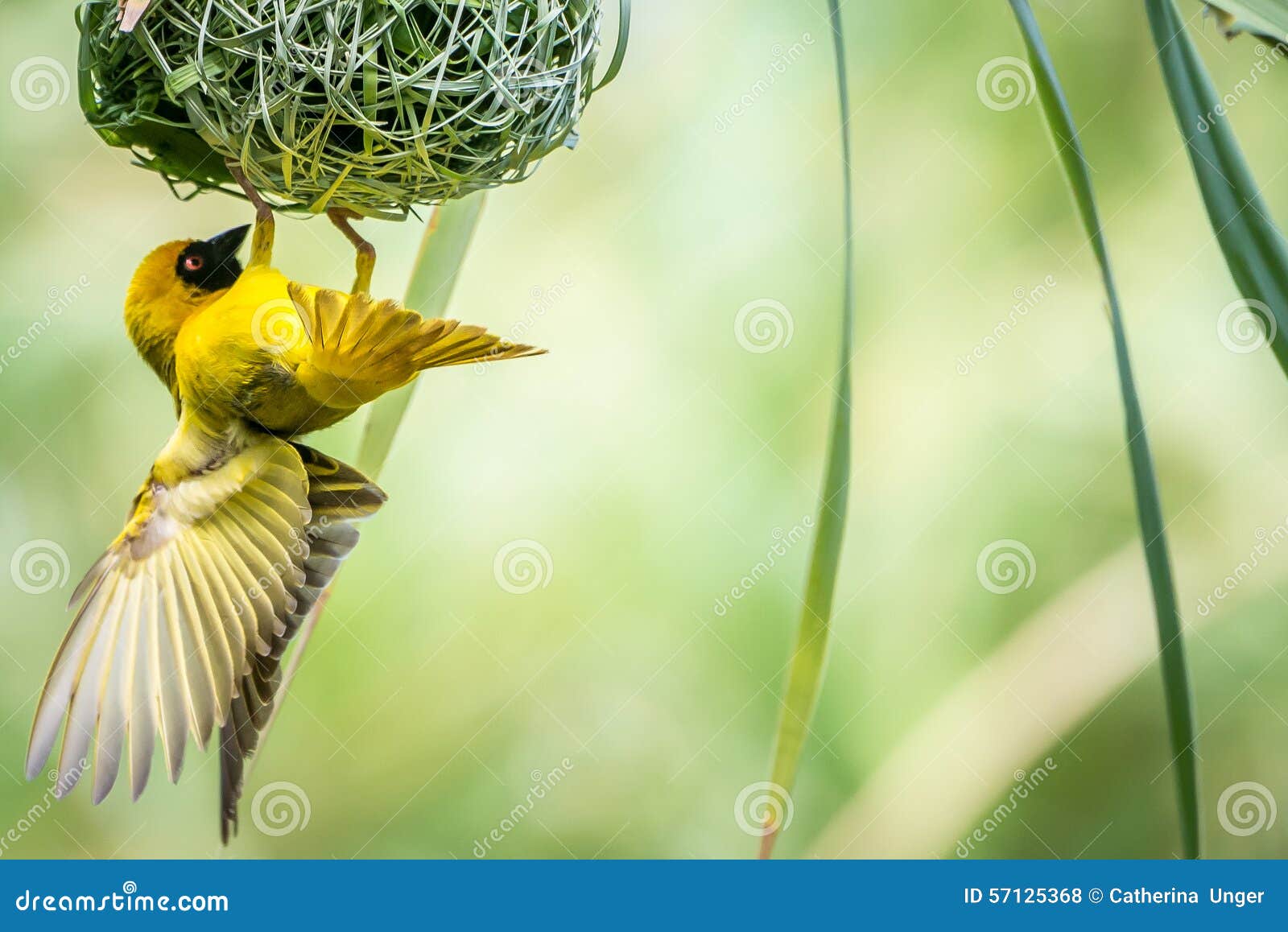 Weaver Bird fotografia stock. Immagine di mascherato - 57125368
