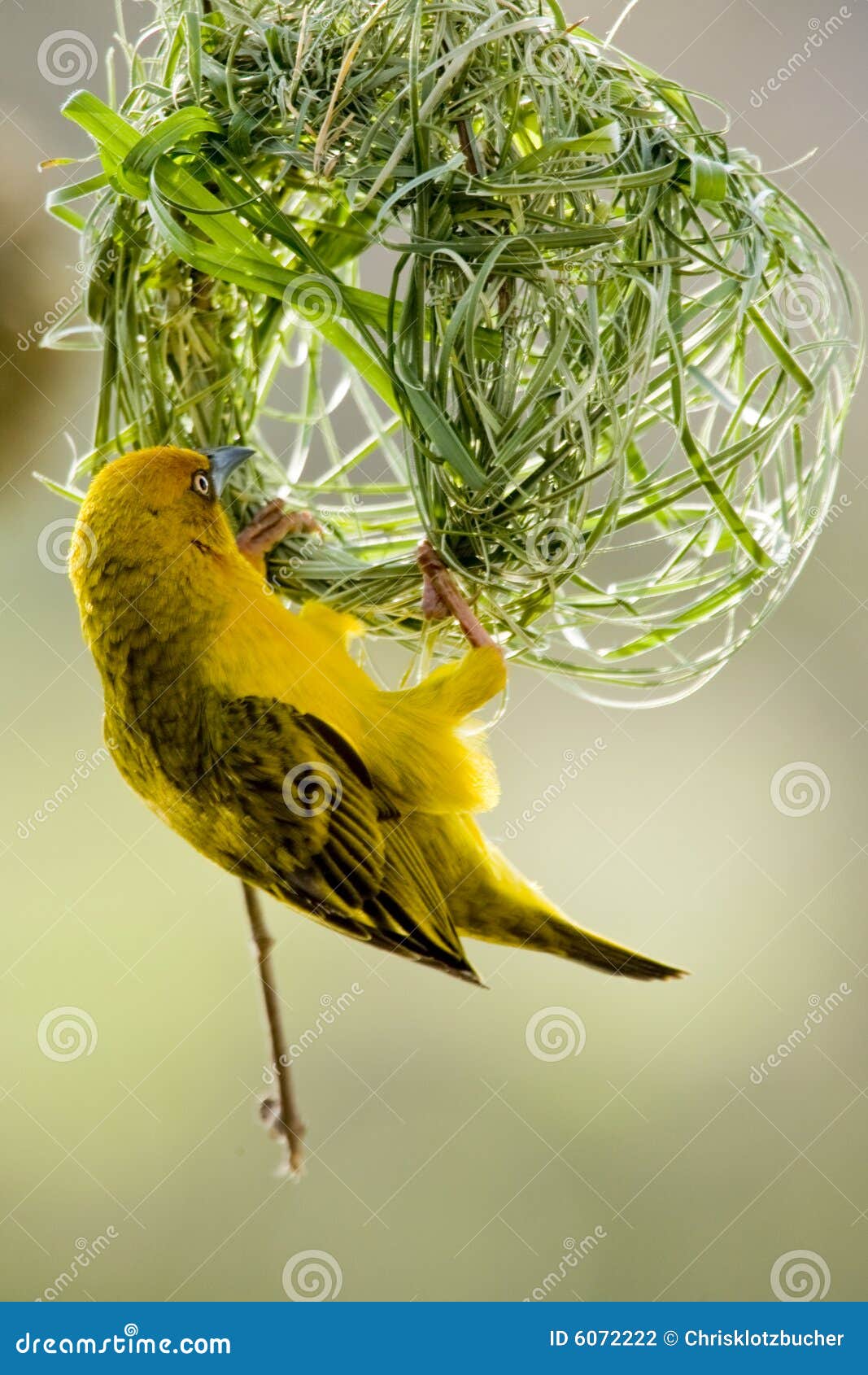 Weaver Bird stock photo. Image of town, mating, yellow - 6072222