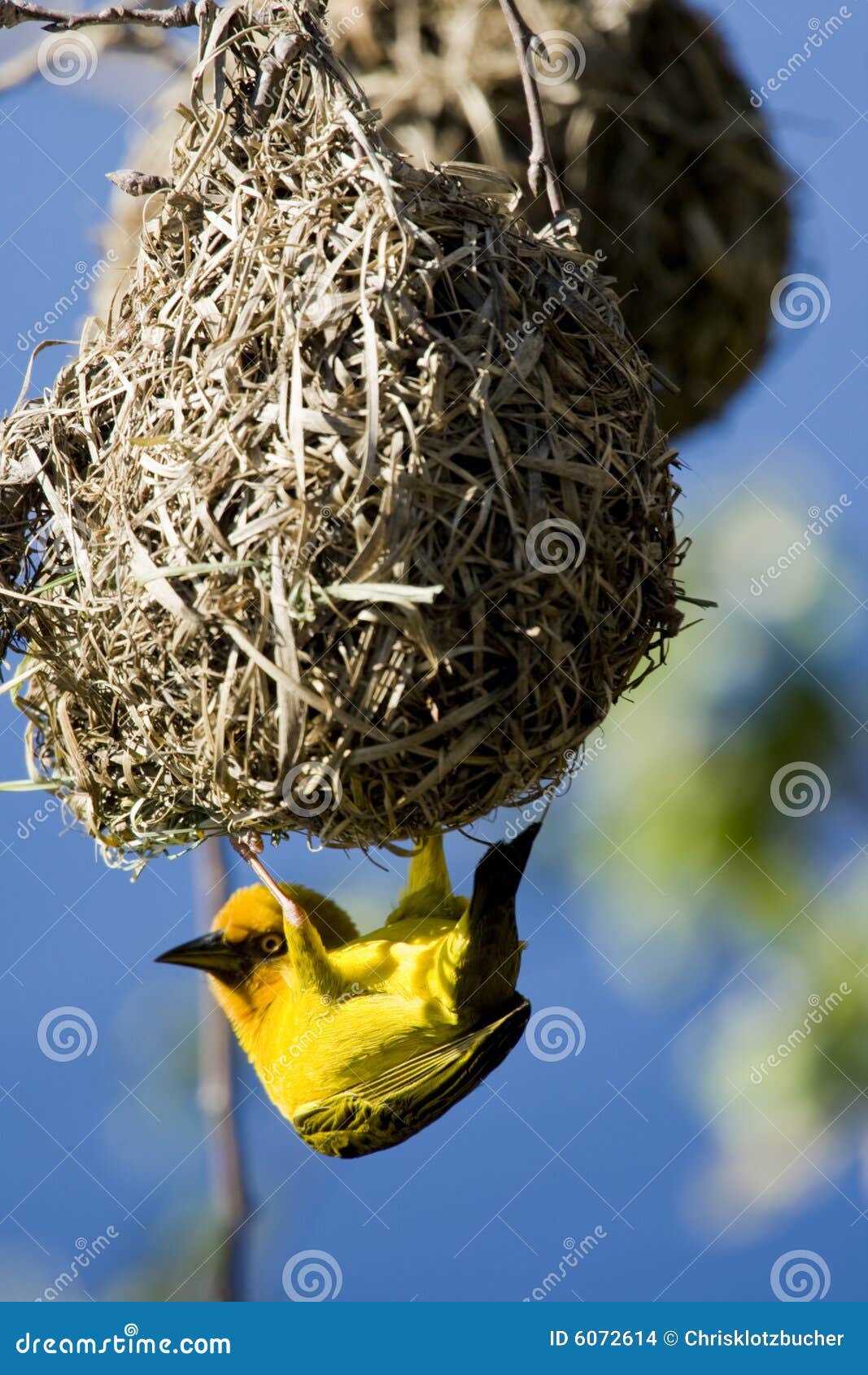 Weaver Bird stock photo. Image of nest, grass, straw, mating - 6072614