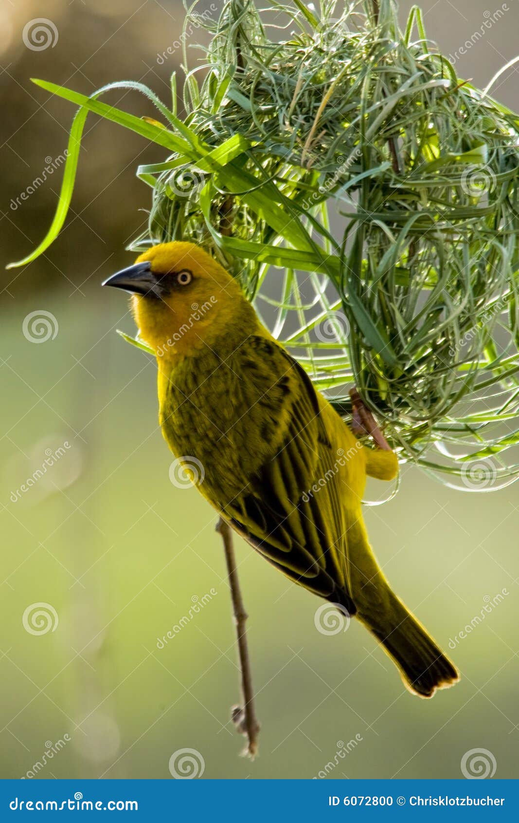 Weaver Bird stock photo. Image of south, straw, yellow - 6072800