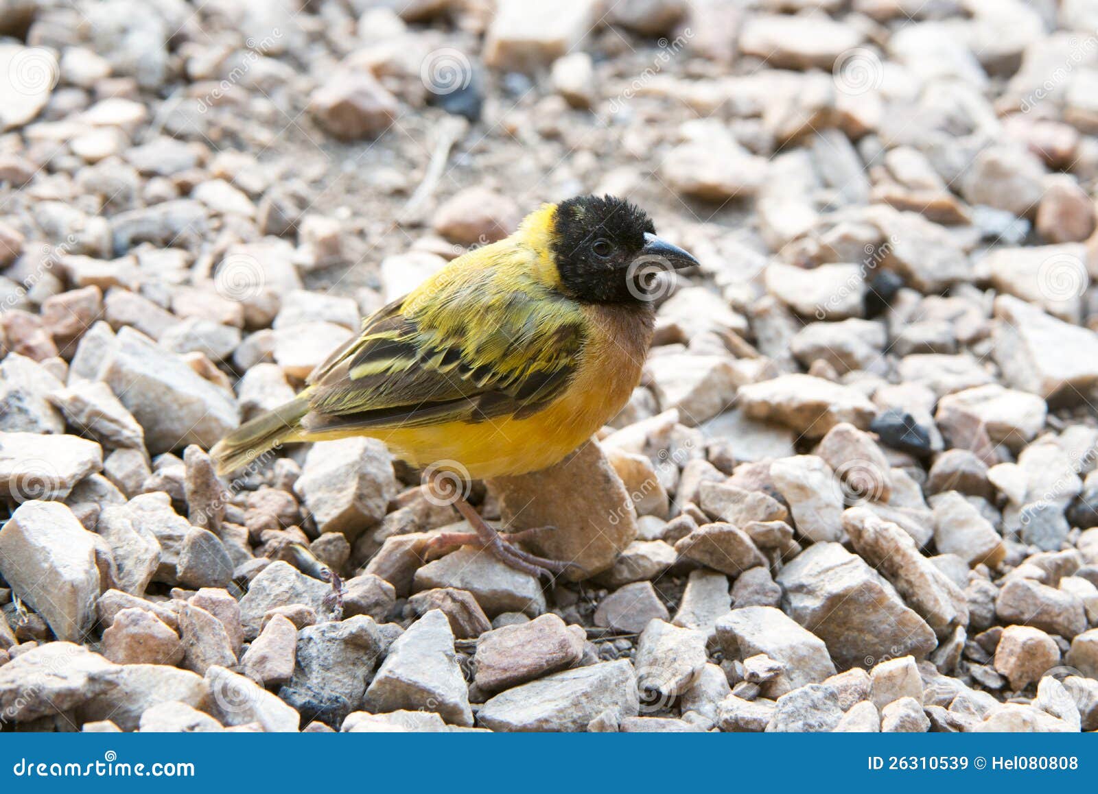 Weaver bird in Africa stock image. Image of african, namibia - 26310539