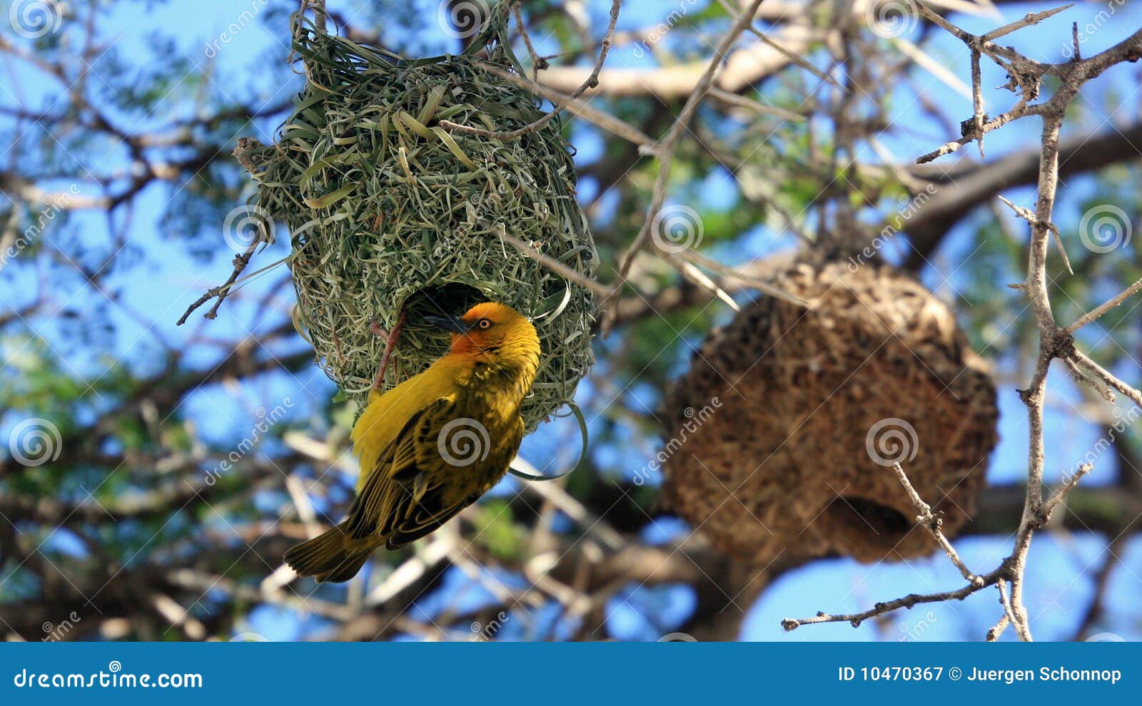 Weaver bird building nest stock image. Image of masked - 10470367