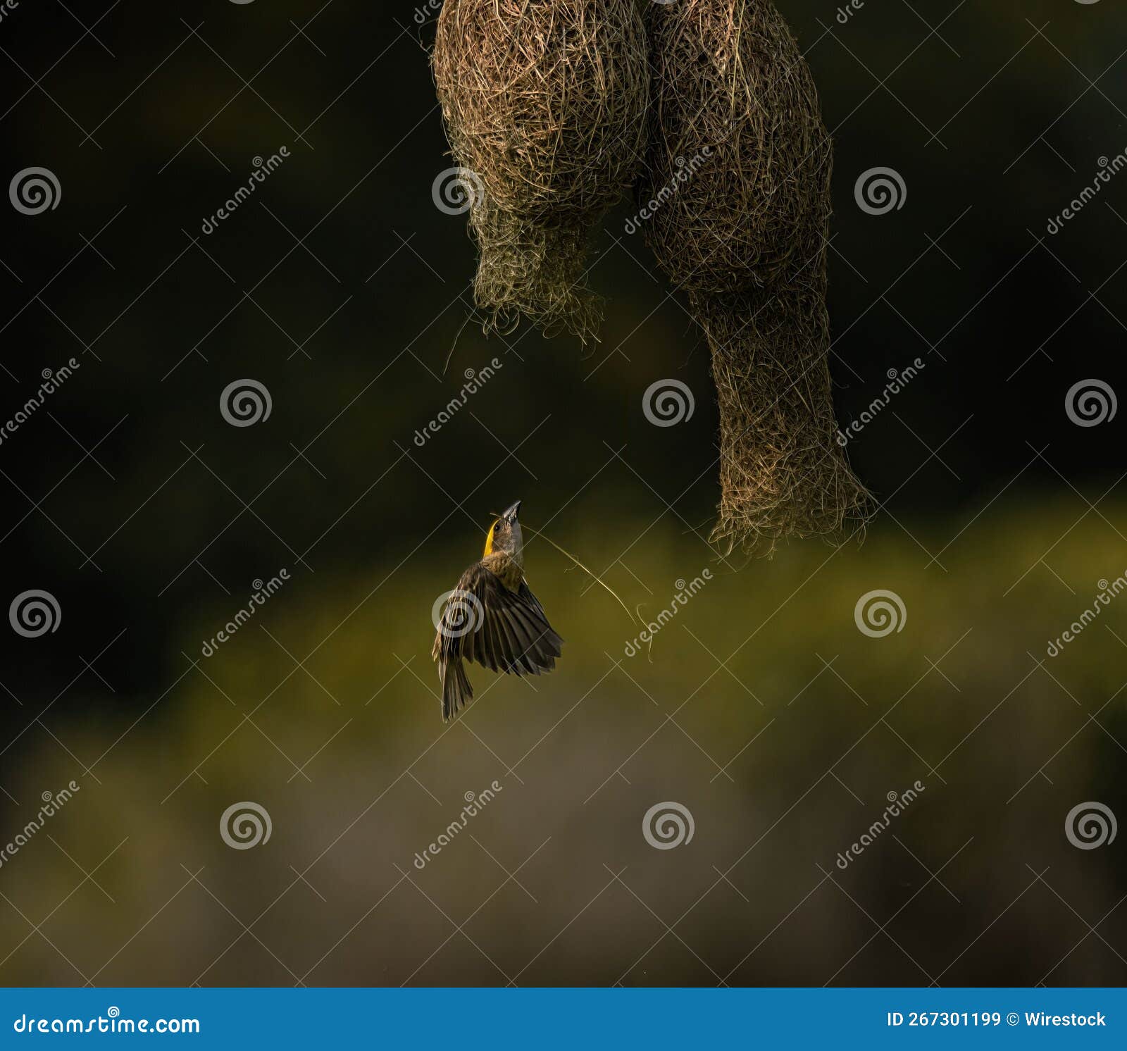 Weaver Bird Building a Nest Stock Image - Image of park, eyes: 267301199