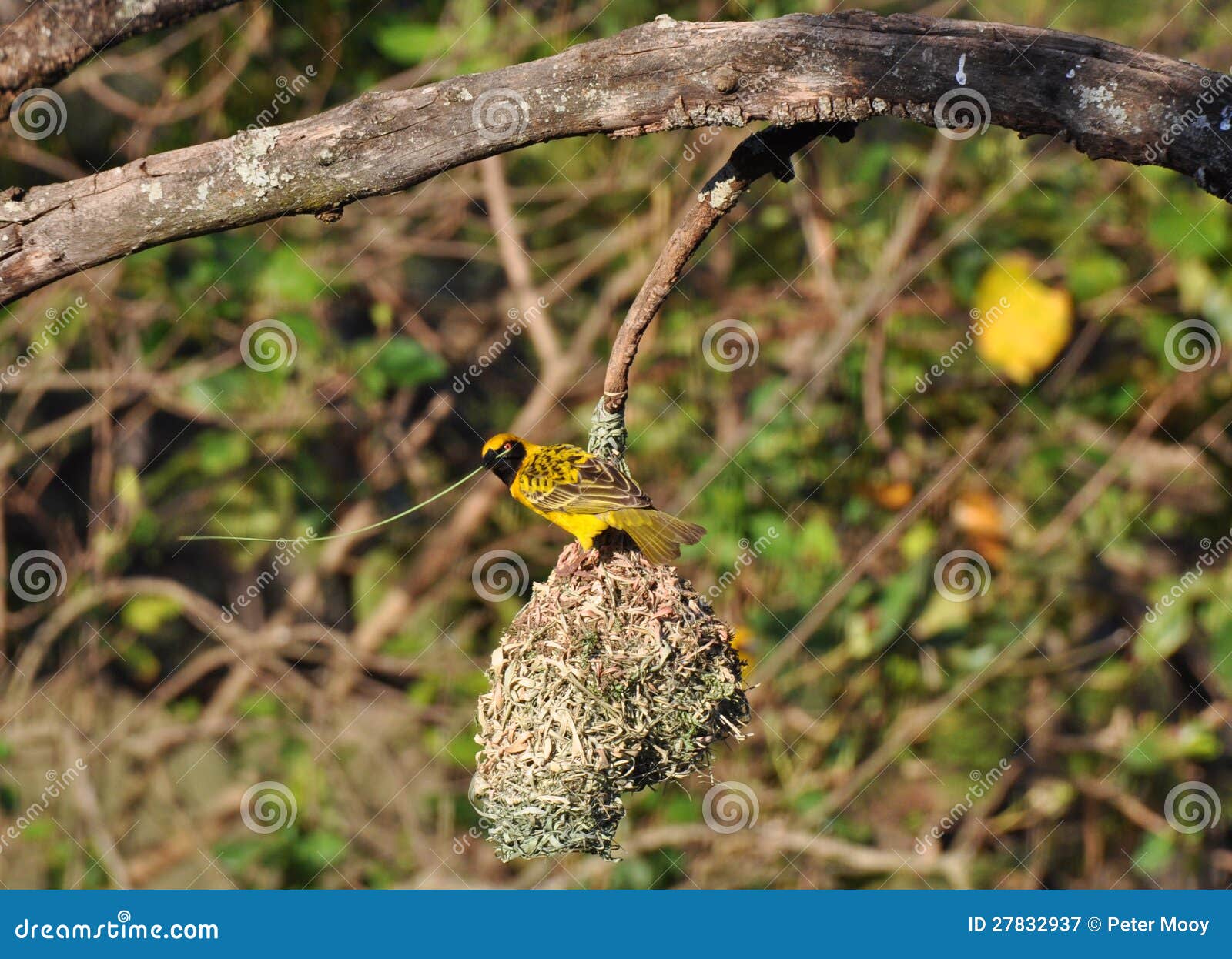 Weaver Bird Building a Nest Stock Image - Image of animal, beak: 27832937