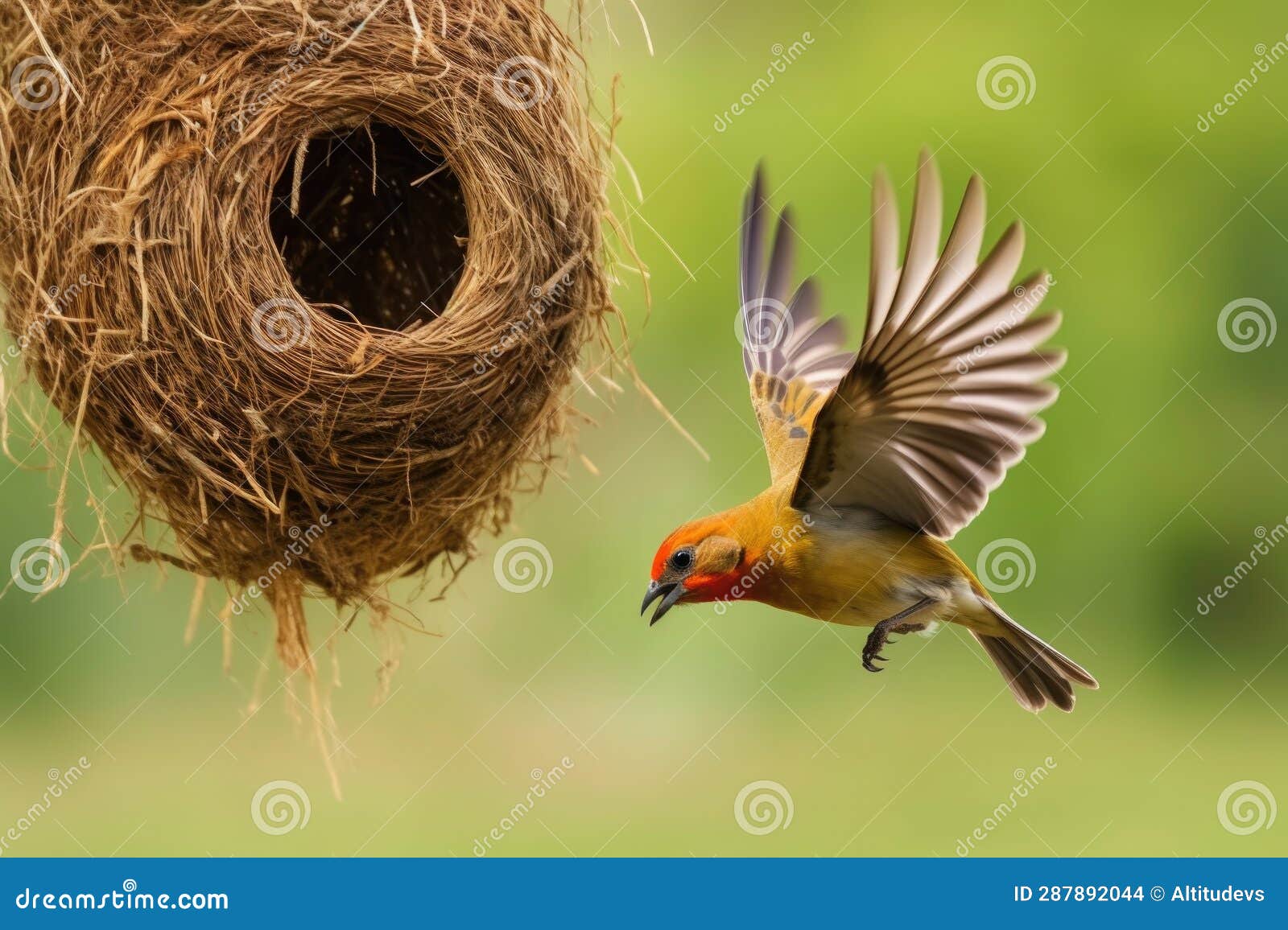 Weaver Bird Flying Towards Nest with Grass in Beak Stock Photo - Image ...