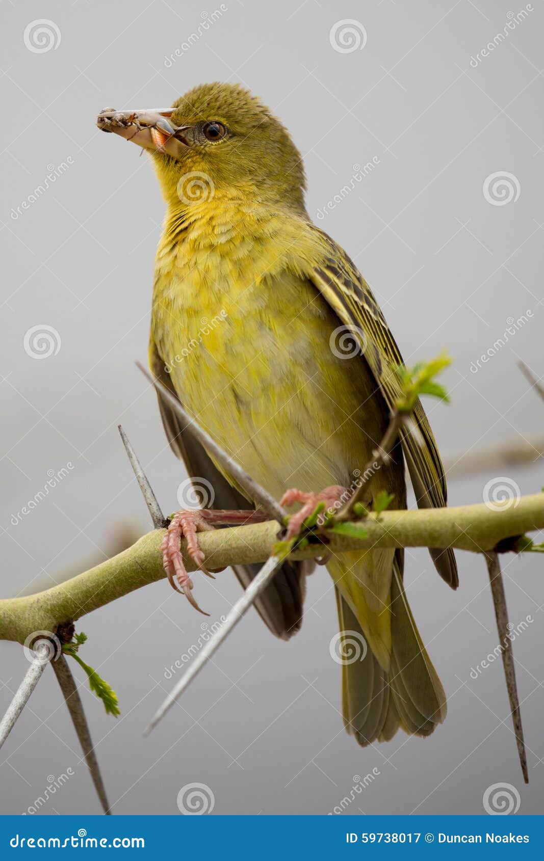 Weaver Bird with Insects in it S Beak Stock Image - Image of colorful ...