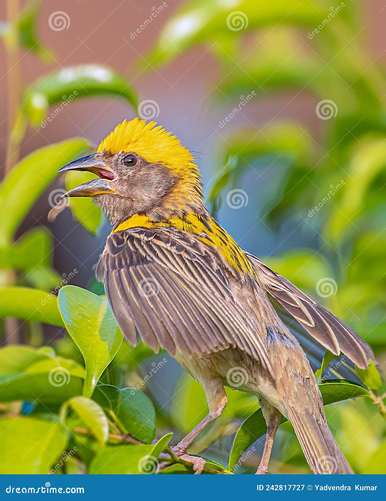 A weaver bird looking back stock image. Image of fauna - 242817727