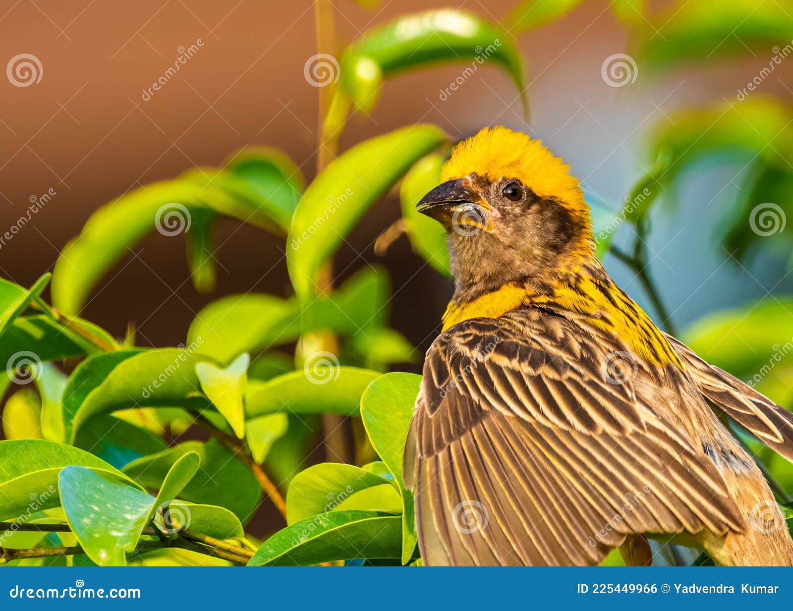 Weaver Bird looking back stock photo. Image of animal - 225449966
