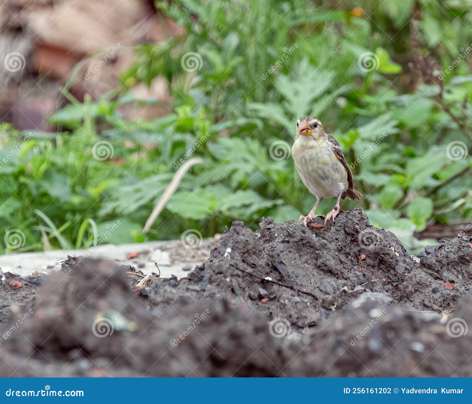 A Weaver Bird Looking into the Camera Stock Photo - Image of wildlife ...