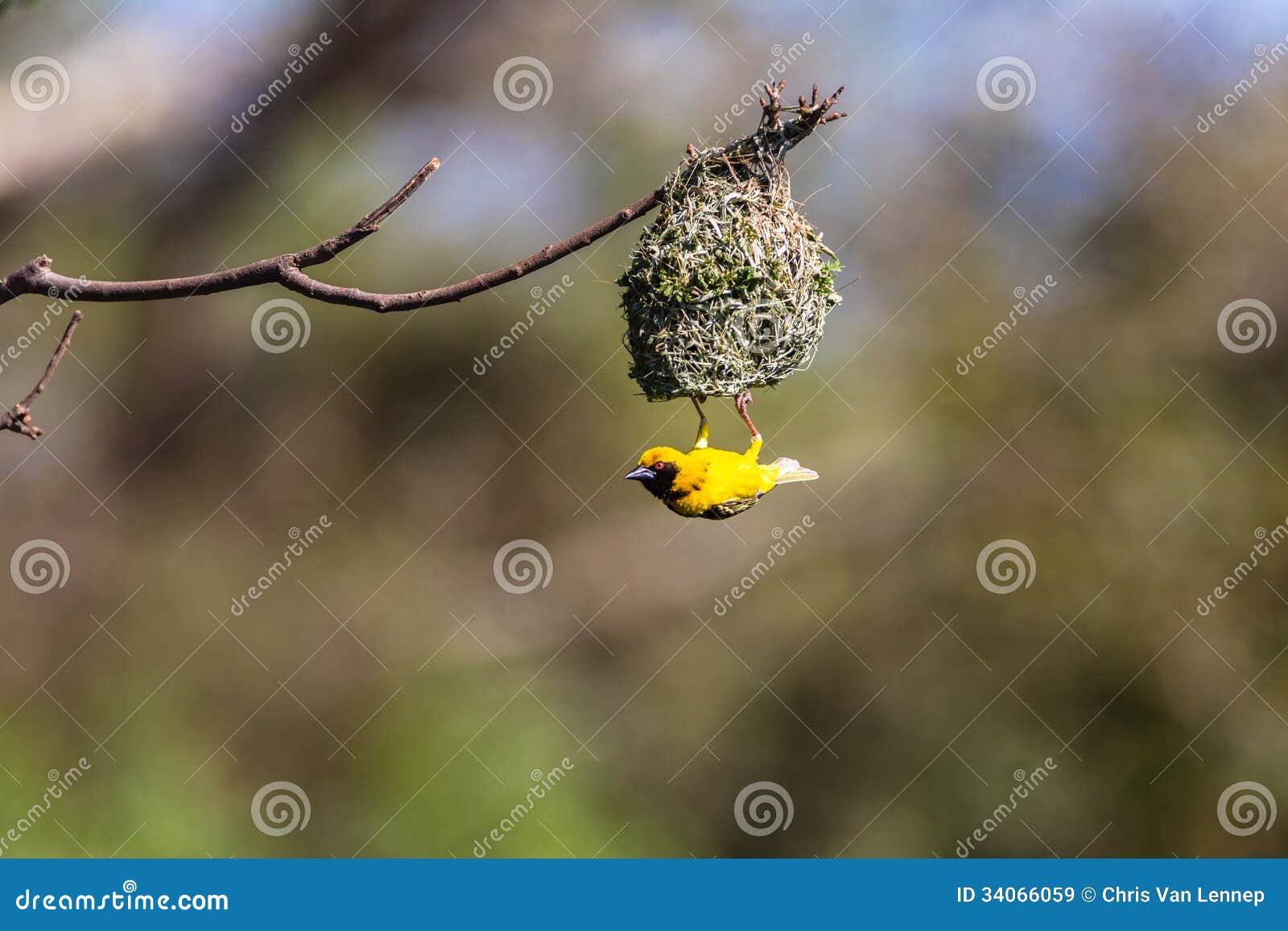 Weaver Bird Mating Season Nest Stock Image - Image of detail, colors ...