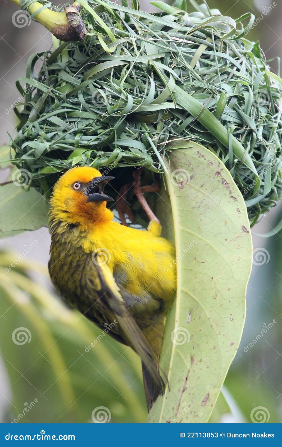 Weaver Bird at Nest stock image. Image of intricate, southern - 22113853