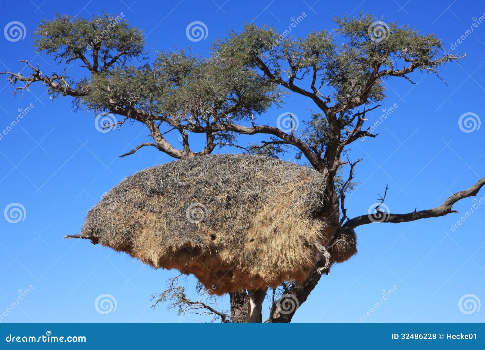 Weaver Bird Nest Stock Photos - Download 2,265 Royalty Free Photos