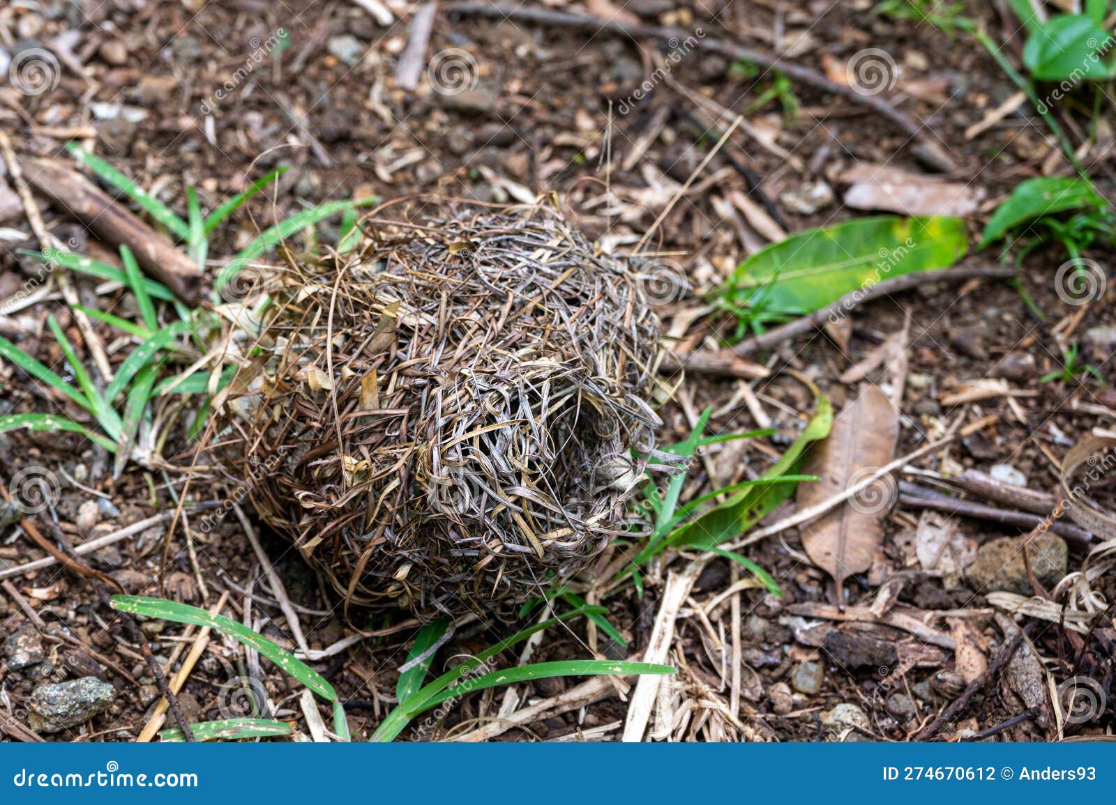 Weaver Bird Nest, Empty Nand Fallen from a Tree, Mauritius Stock Photo ... Weaver Bird Nest, Empty Nand Fallen from a Tree, Mauritius Stock Photo ...