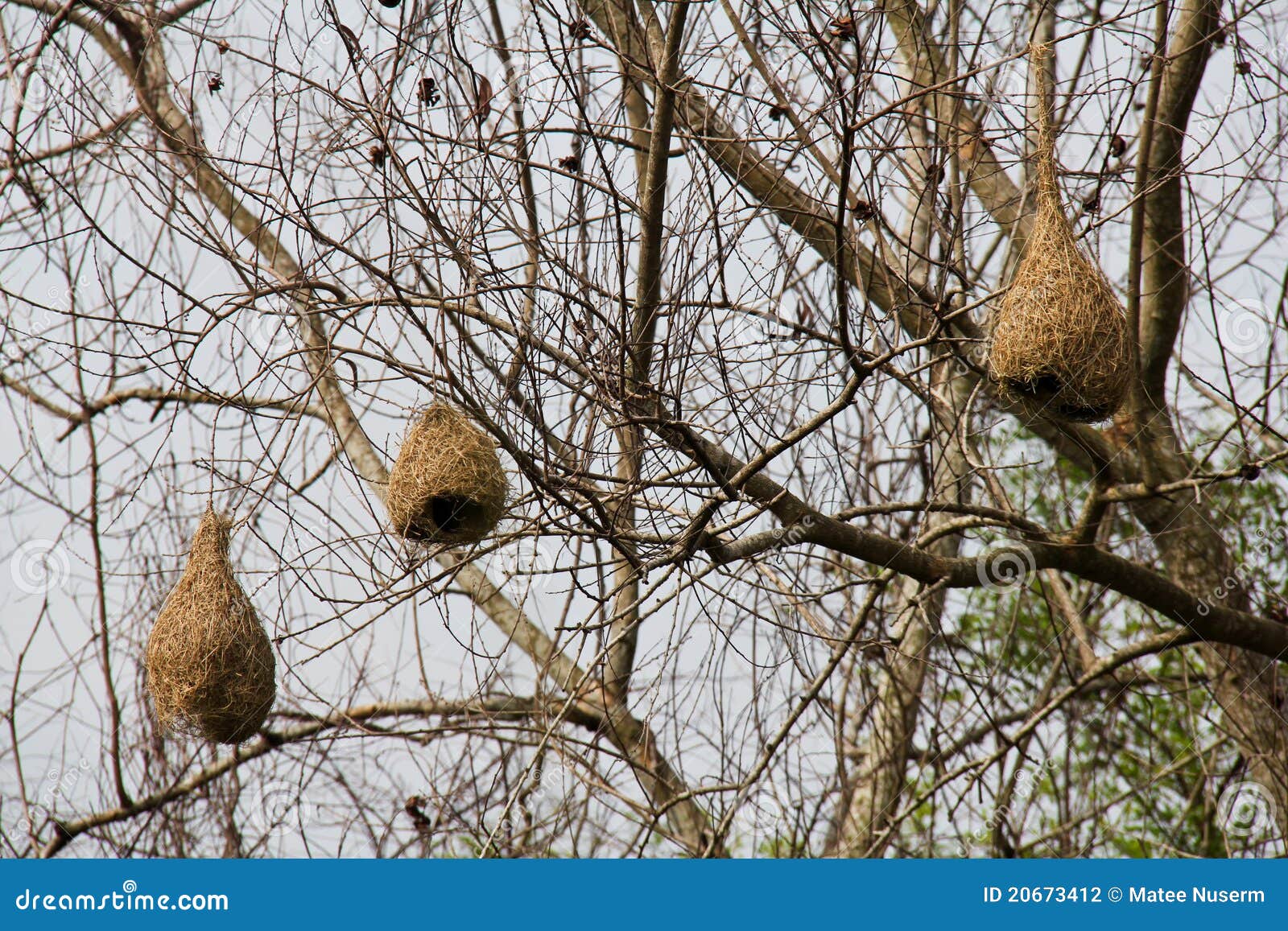Weaver bird nests stock photo. Image of weaver, perching - 20673412