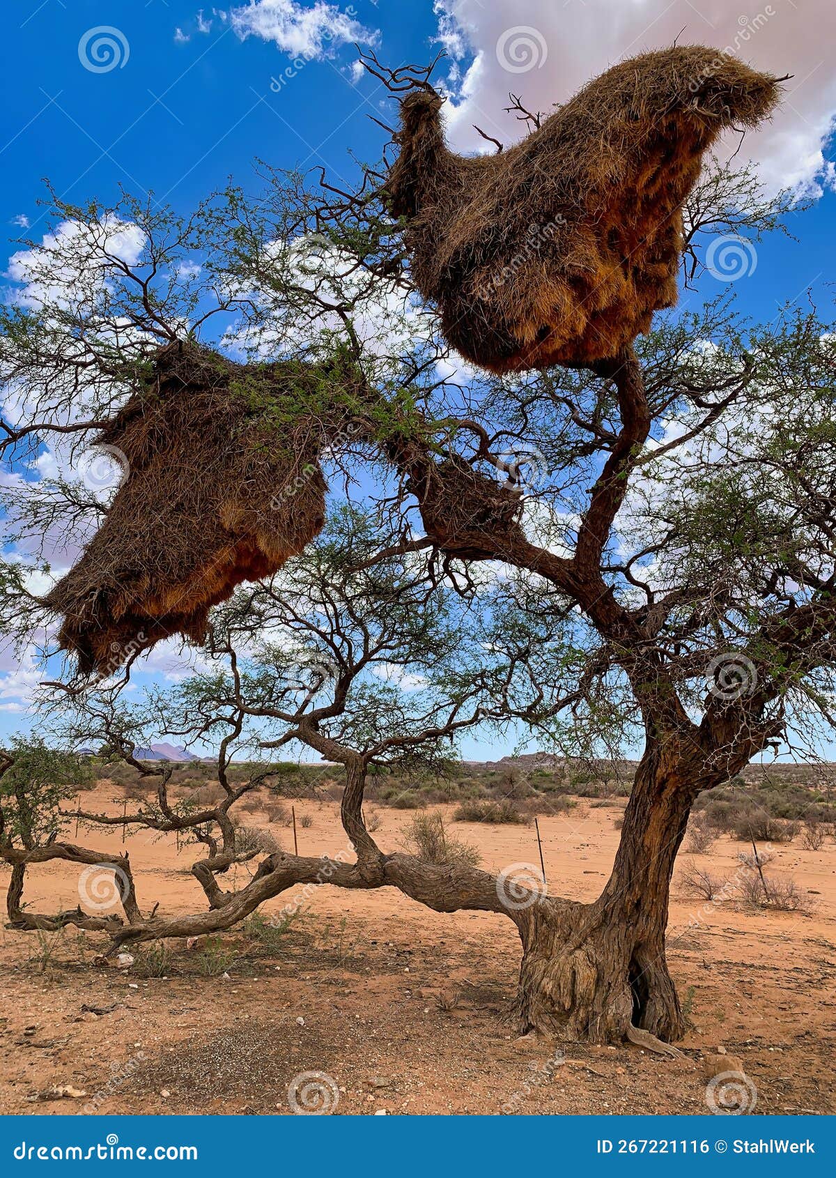 Weaver Bird Nests on a Tree Stock Photo - Image of philetairus, side ...