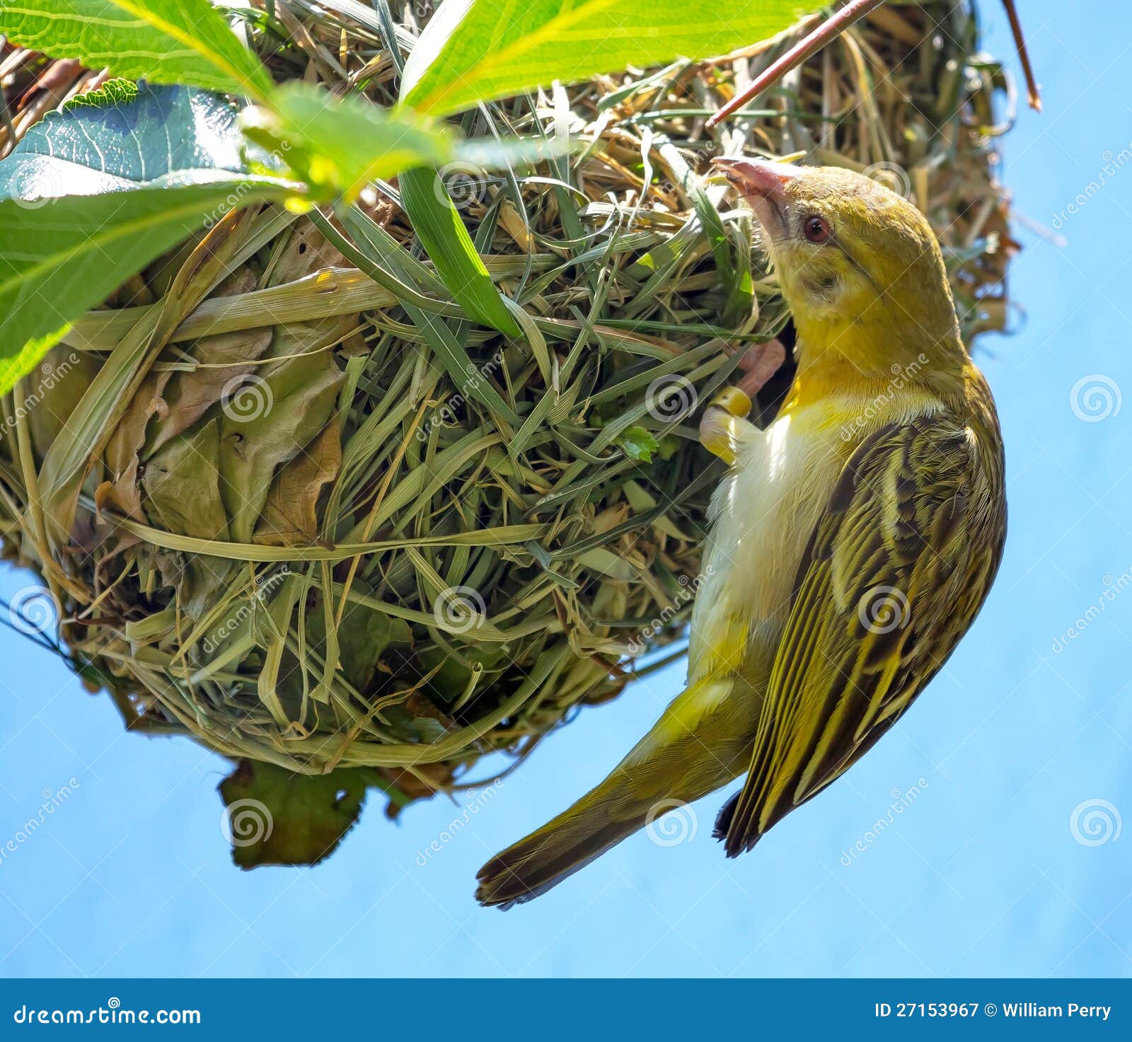 Weaver Bird Ploceidae on Nest Working Stock Image - Image of finch ...