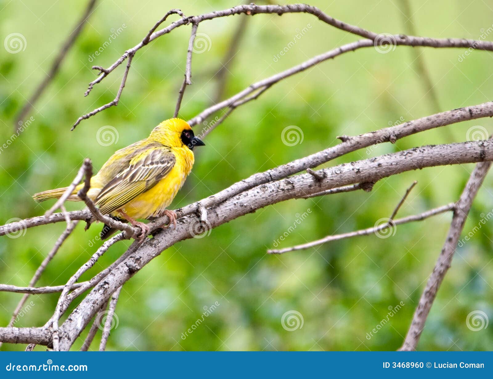 Weaver bird in tree stock photo. Image of perches, looks - 3468960