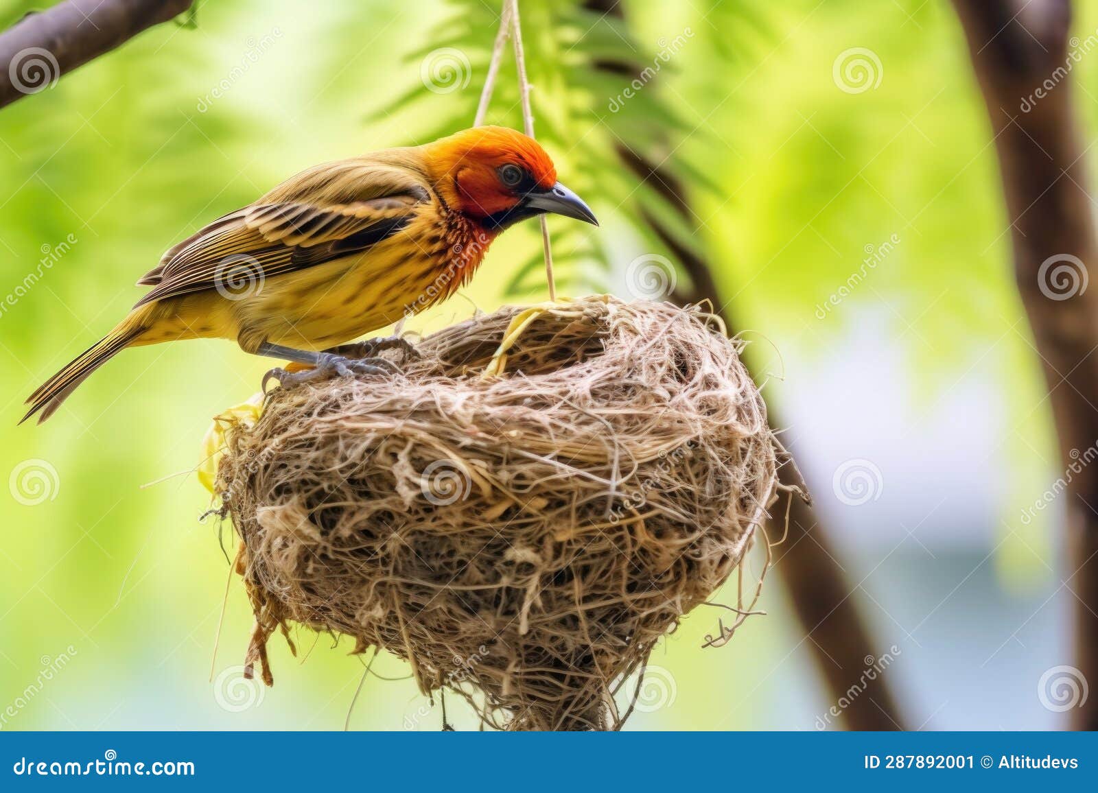 Weaver Bird Weaving Nest on Tree Branch Stock Image - Image of ...