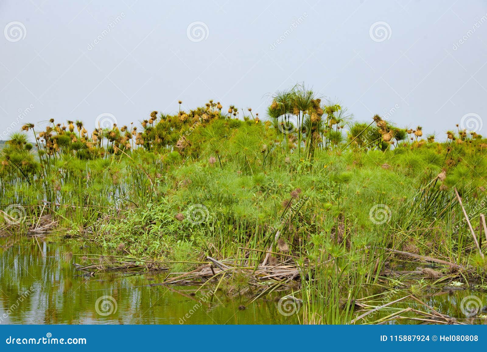 Weaver Birds Nests and Birds on Papyrus Plants Stock Photo - Image of ...