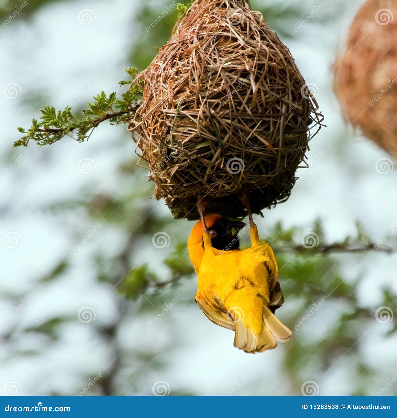 Weaver building a nest stock photo. Image of yellow, tree - 13283538