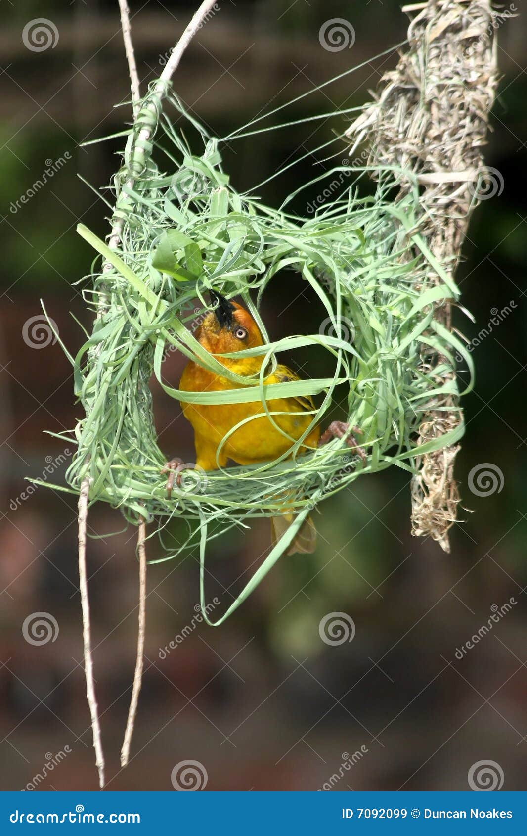 Weaver Building Nest stock image. Image of building, grass - 7092099