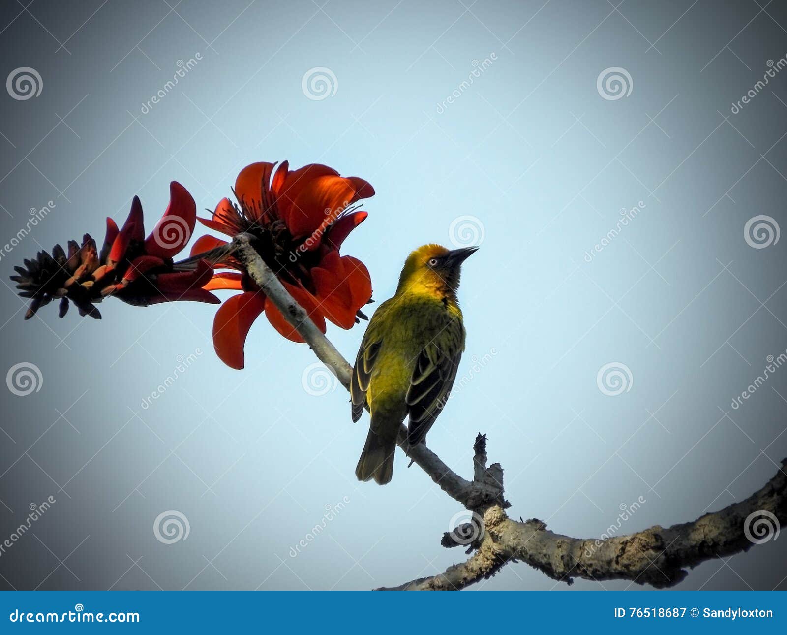 Weaver in Coral tree 1 stock image. Image of weavers - 76518687