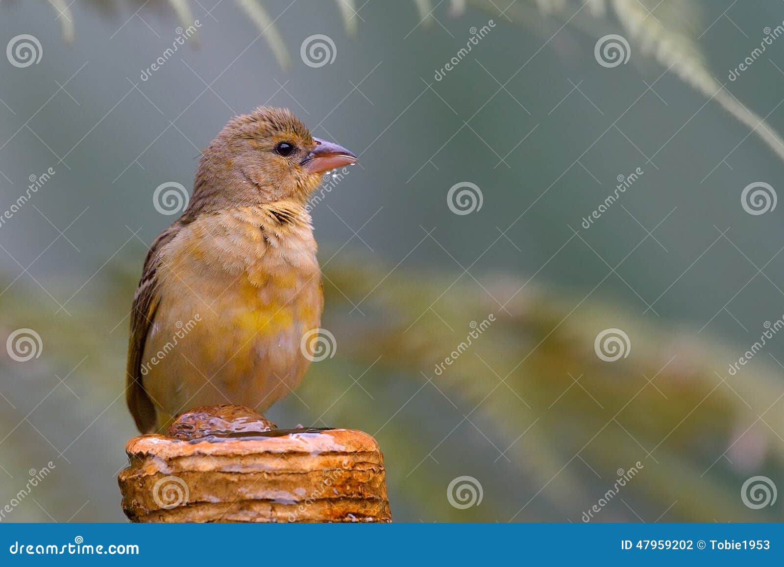 Weaver drinking water stock photo. Image of bathing, weaver - 47959202
