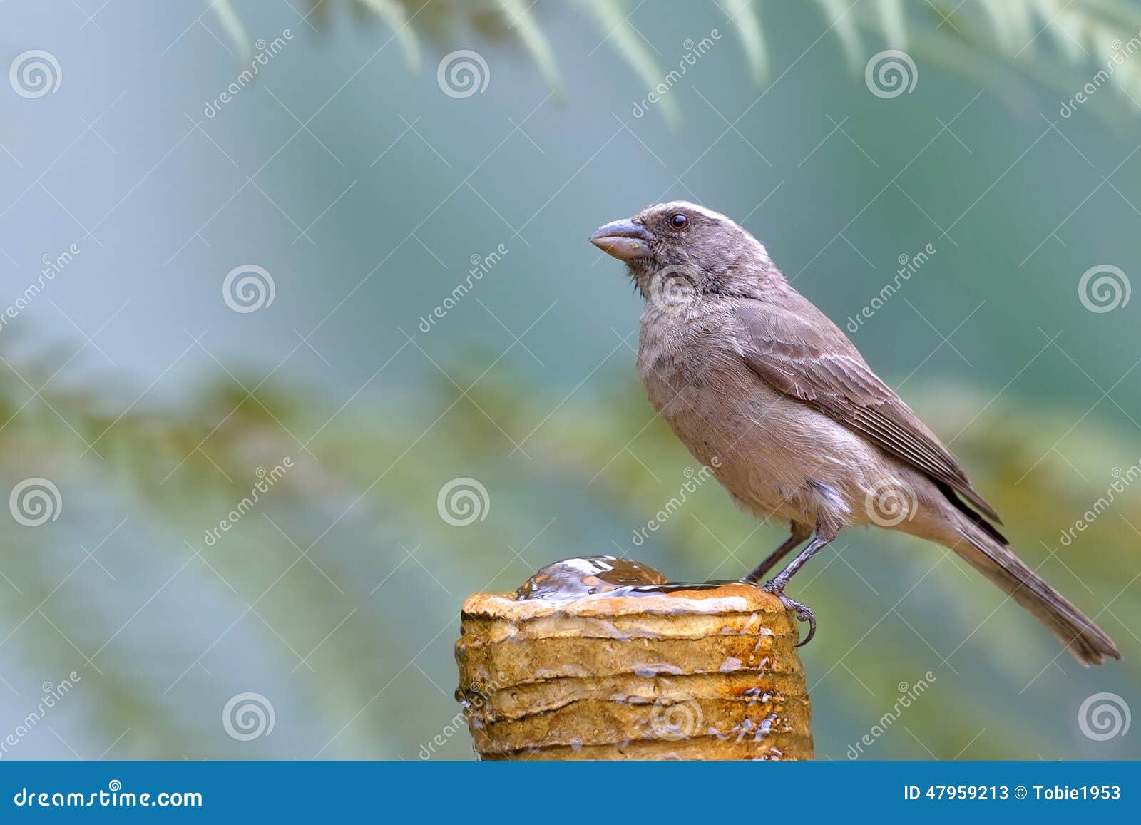 Weaver drinking water stock image. Image of garden, lark - 47959213