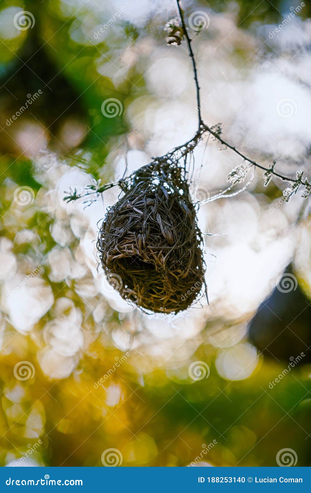 Weaver nest stock photo. Image of male, outdoor, forest - 188253140