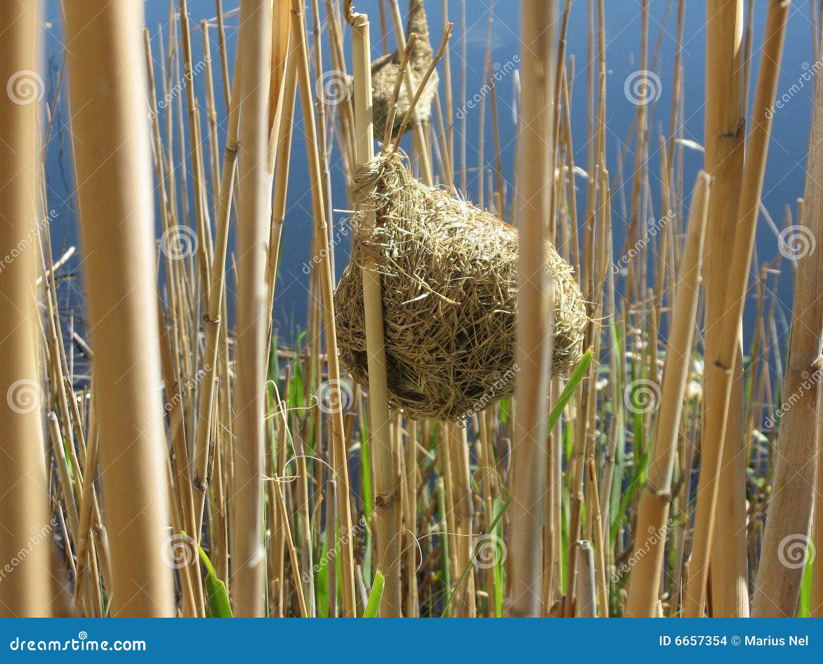 Weaver nest and reeds stock photo. Image of daylight, breeding - 6657354