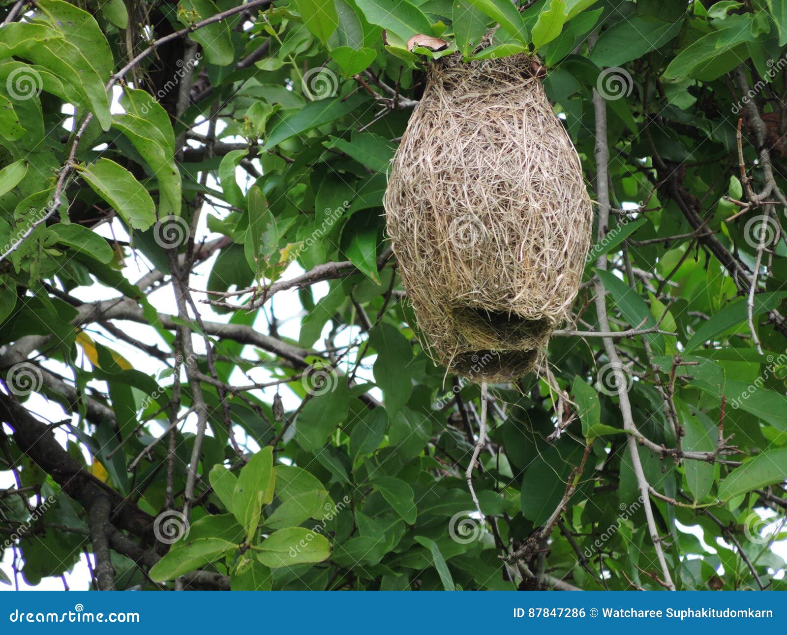 Weaver`s nest. stock photo. Image of home, family, leaf - 87847286