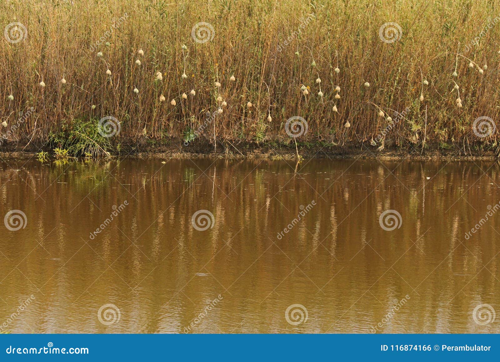 WEAVER`S NESTS and REEDS REFLECTING in WATER Stock Photo - Image of ...