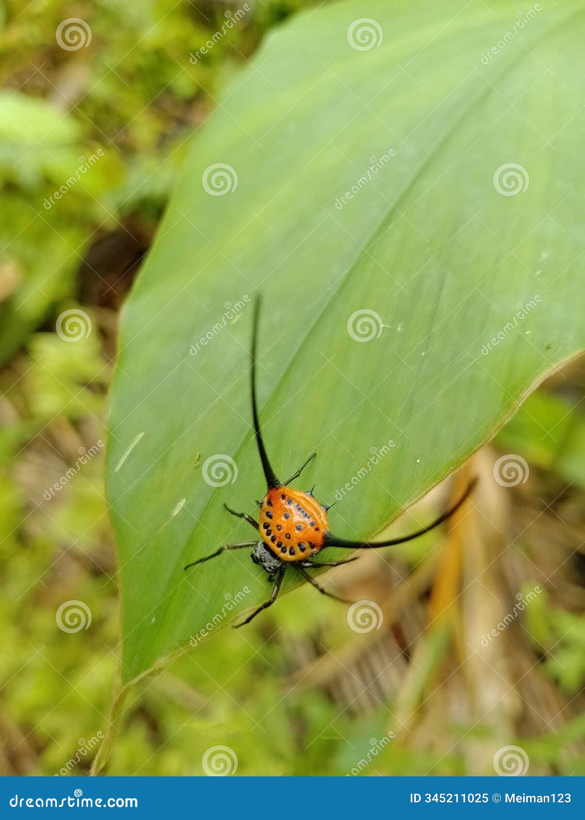Weaver Spiders Gasteracantha Arcuata Horned Spider Stock Image - Image ...