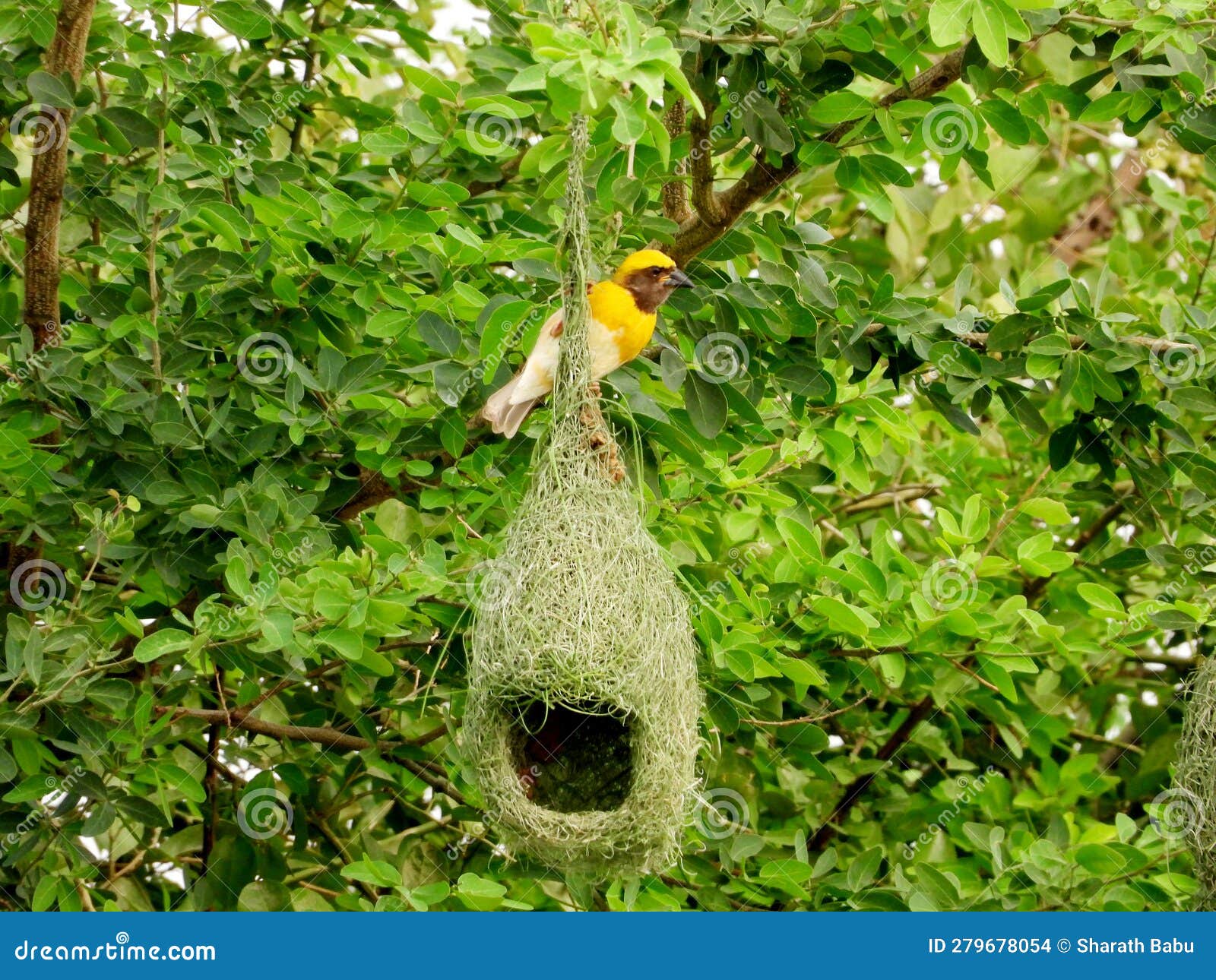 Weaverbird Building a Nest on a Tree Branch Stock Photo - Image of plant, forest: 279678054