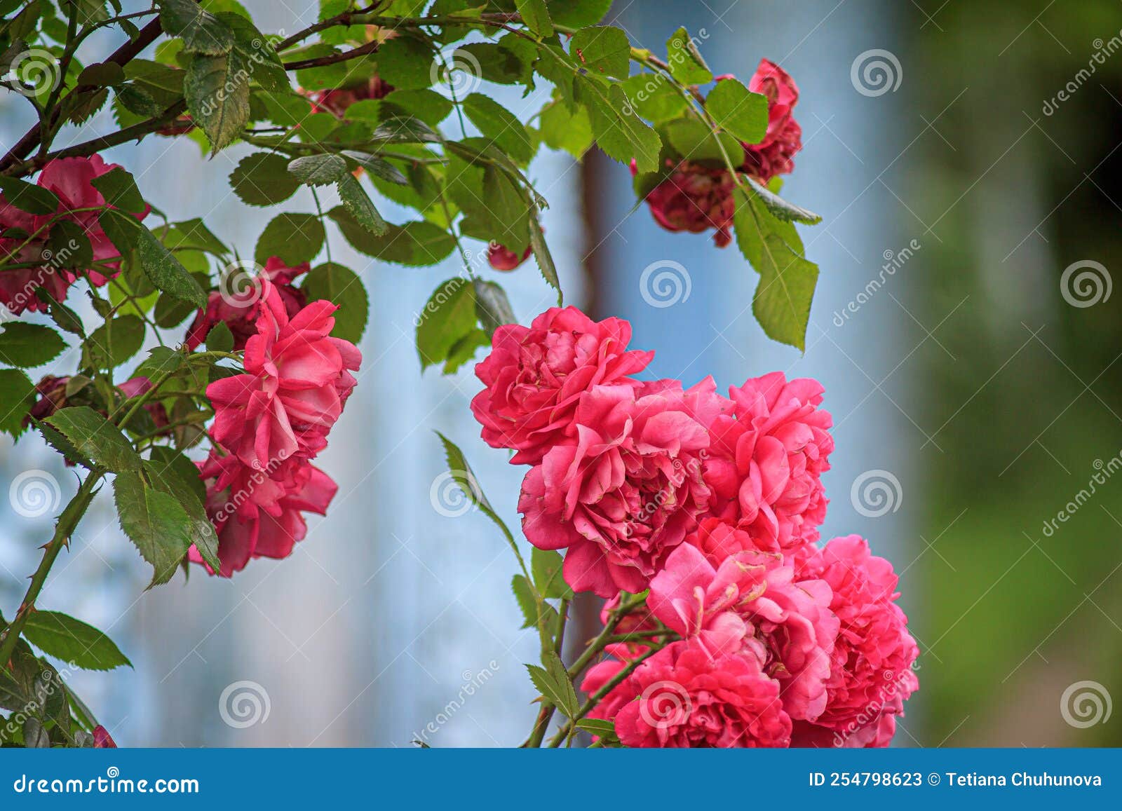 Weaving Beautiful Red Rose, Close-up Stock Image - Image of floral ...