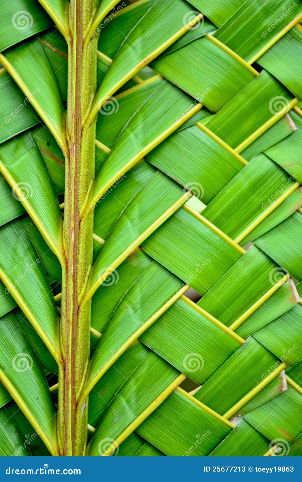 Weaving Coconut Leaves Texture Stock Image - Image of backgrounds ...