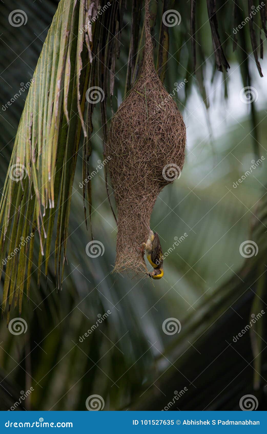 Weaving the Nest for Breeding Stock Image - Image of season, cycle ...