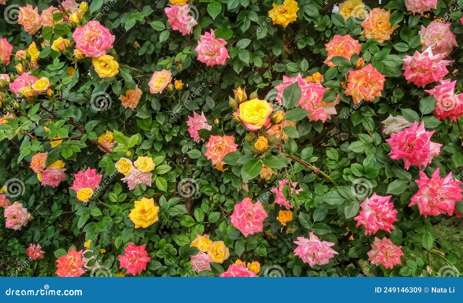 Weaving Rose Bush with Multi-colored Buds Create a Texture Stock Image ...