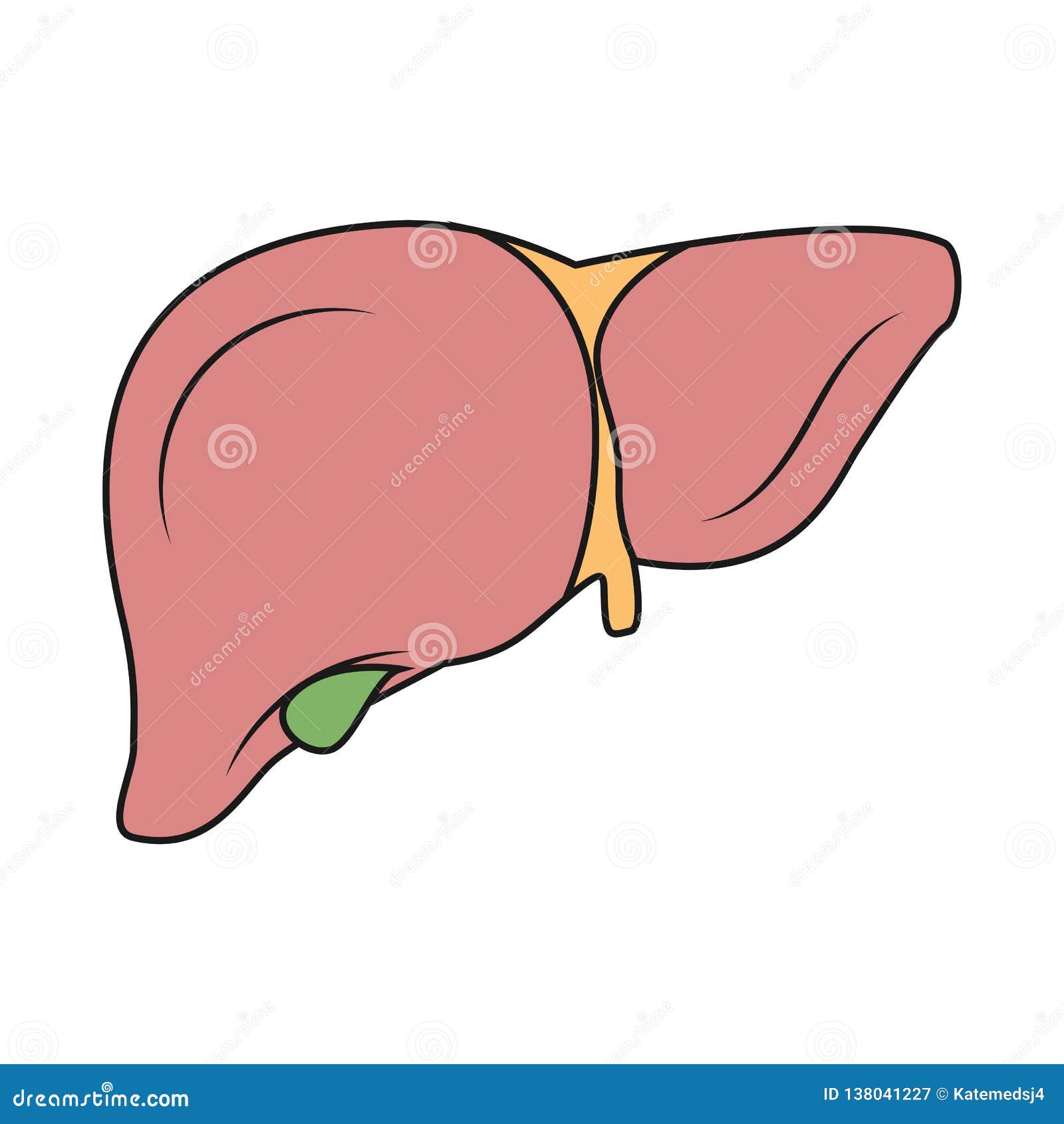 Cartoon Illustration Of Human Internal Liver And Gallbladder Cartoon ...