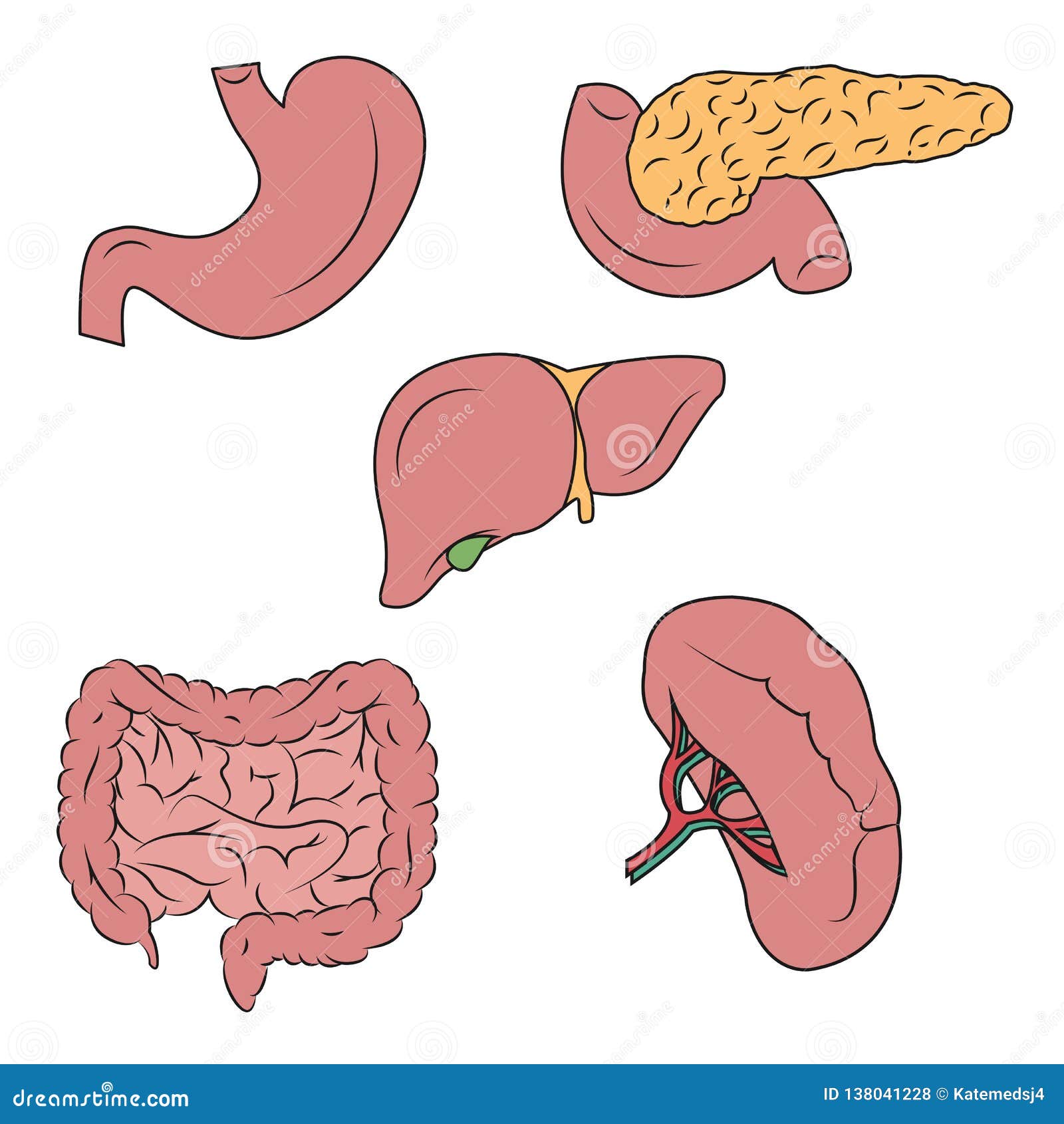 Vector Illustration of Human Digestive System. Stock Vector ...