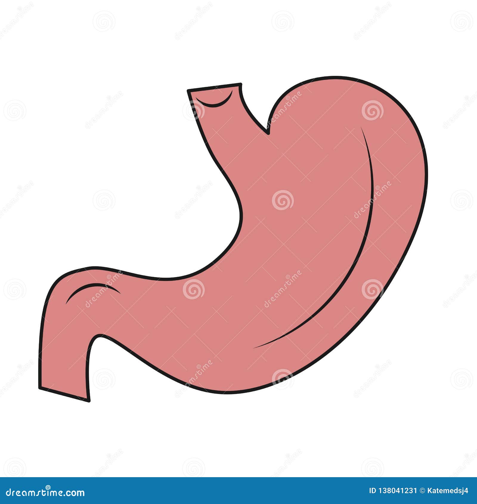Stomach Illustration. Drawing of Stomach Stock Illustration ...