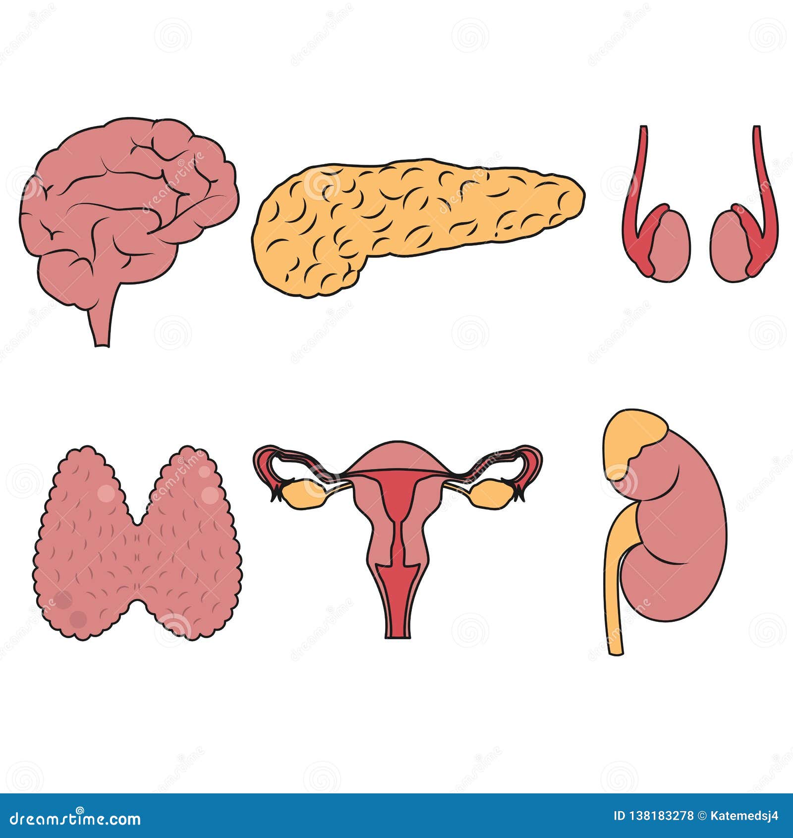 Human Endocrine System Organs Vector Illustration Stock Vector ...