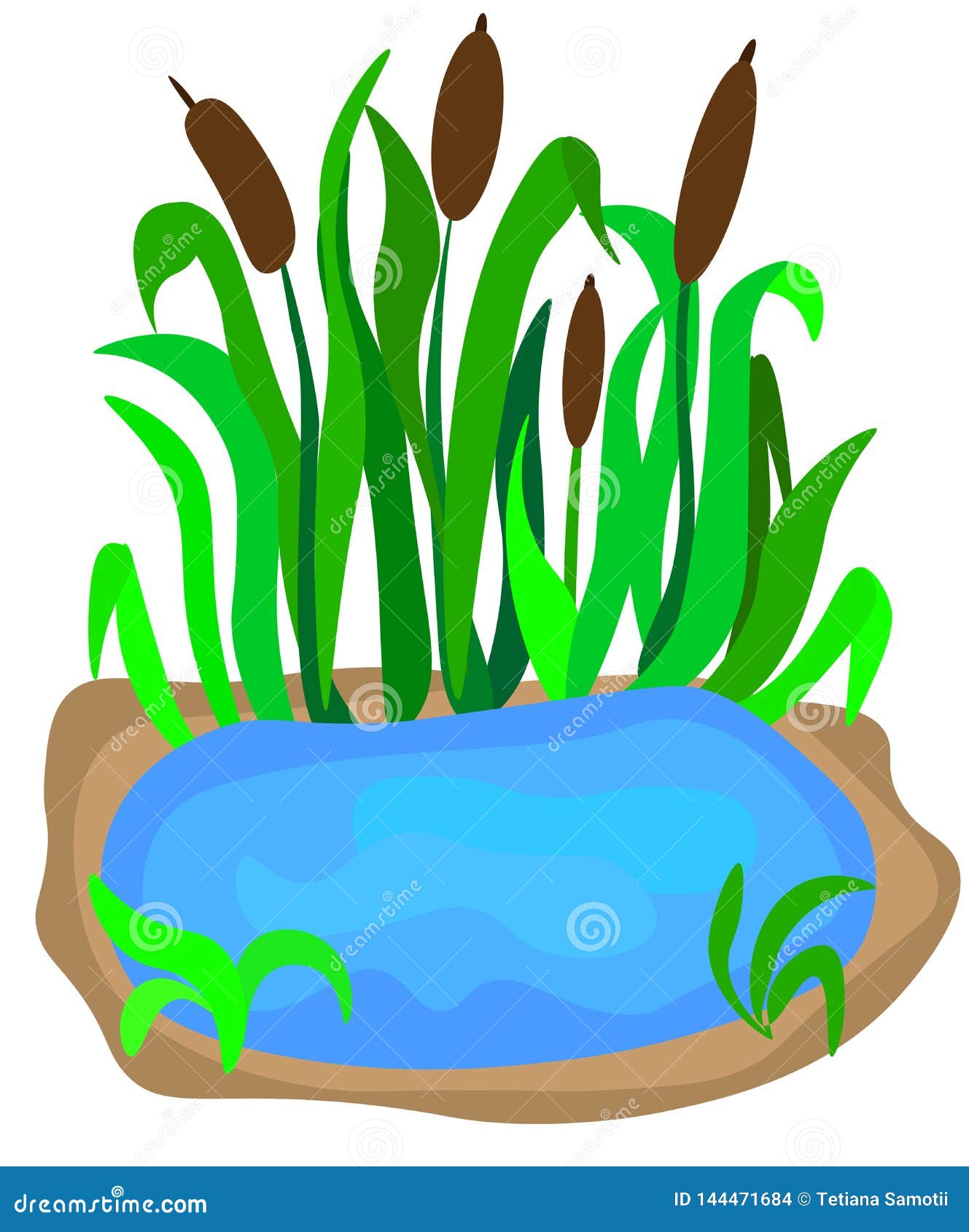 Small Lake with Reeds on the Shore for Landscape Design Isolated on a ...