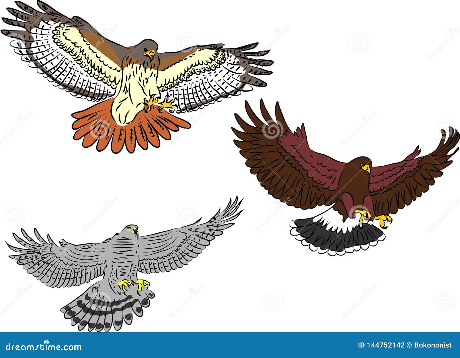 Birds of prey attacking stock vector. Illustration of falconry - 144752142