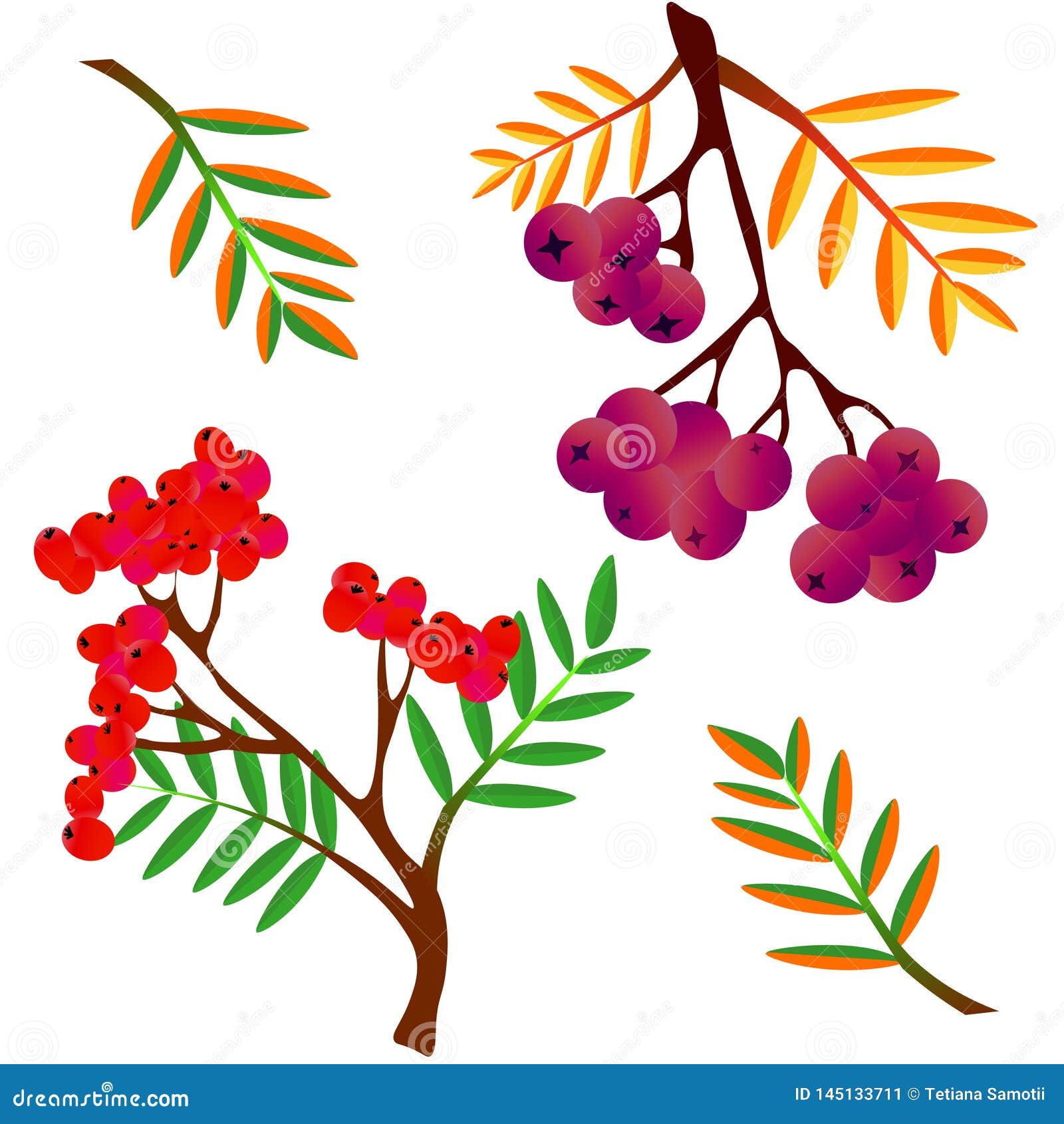 Watercolor Rowan Branches Wreath, Frame Border Royalty-Free Stock Photo ...