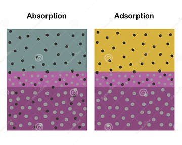 Adsorption and Absorption. stock vector. Illustration of school - 146412890