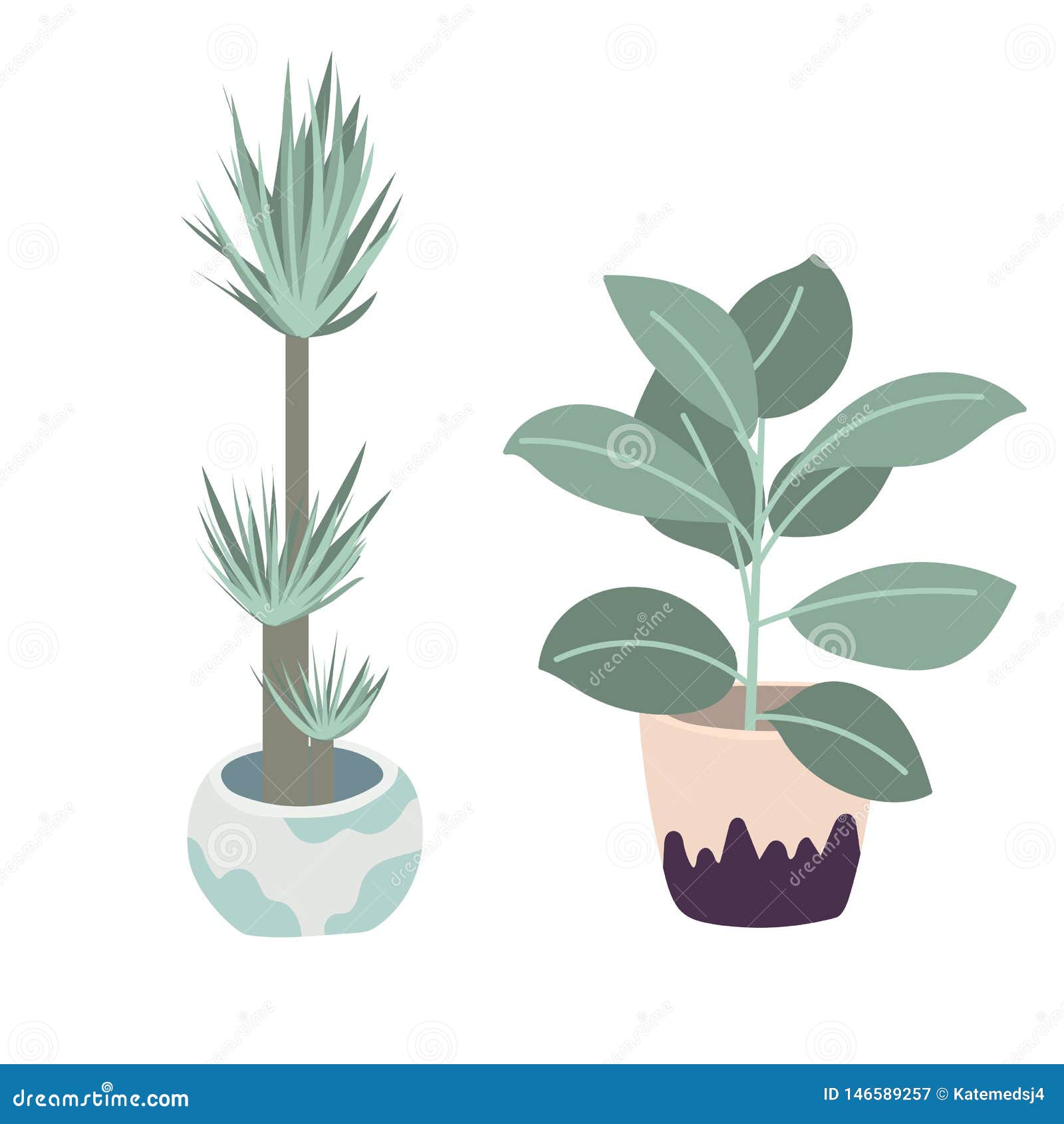 3d Illustration Of Yucca Elata Isolated On White Background Royalty ...